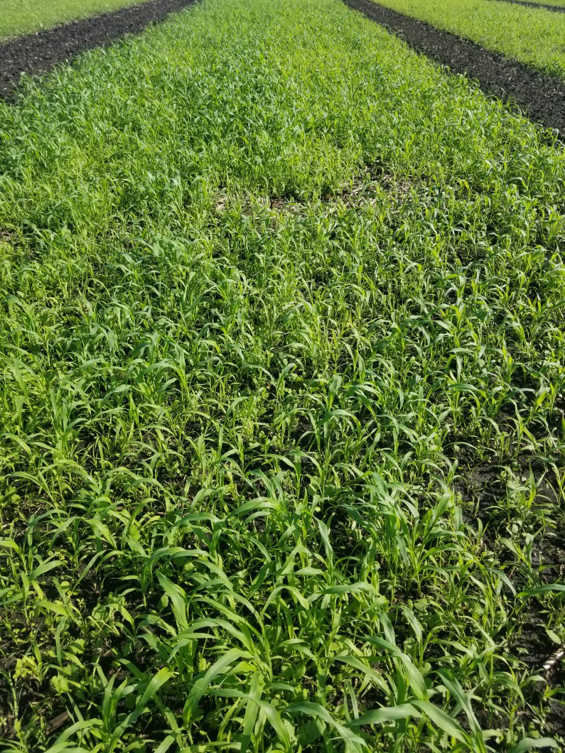 Cover Crop Test Plots Farm Fest 2019 - MN Soil Health Coalition