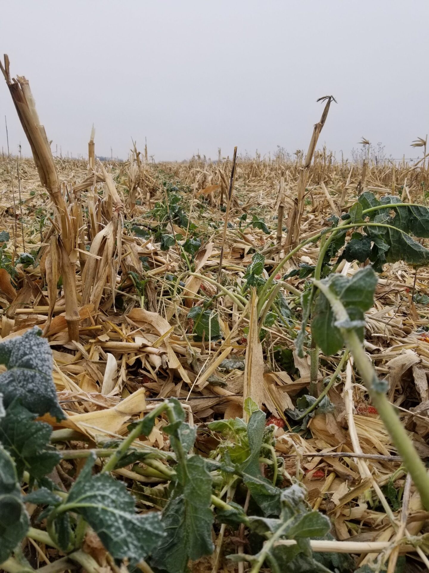 Grazing Cover Crops AFter Harvest - MN Soil Health Coalition