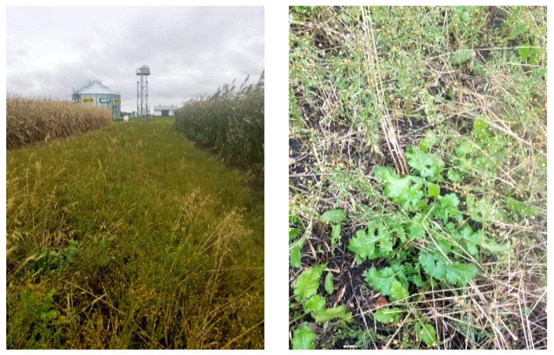 Update on Farm Fest Plots - MN Soil Health Coalition