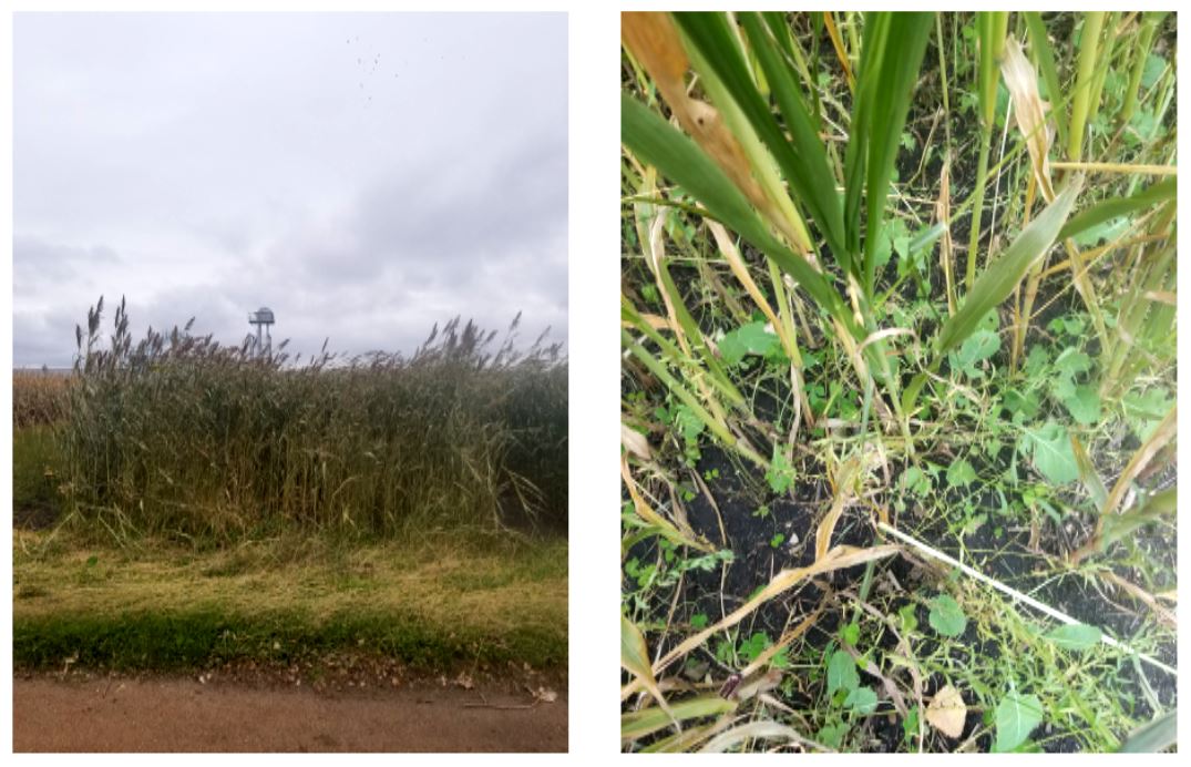 Update on Farm Fest Plots - MN Soil Health Coalition