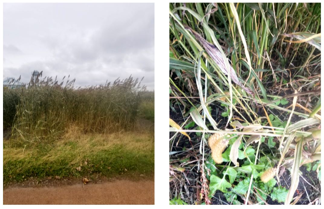 Update on Farm Fest Plots - MN Soil Health Coalition