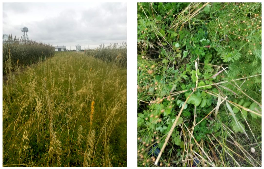 Update on Farm Fest Plots - MN Soil Health Coalition