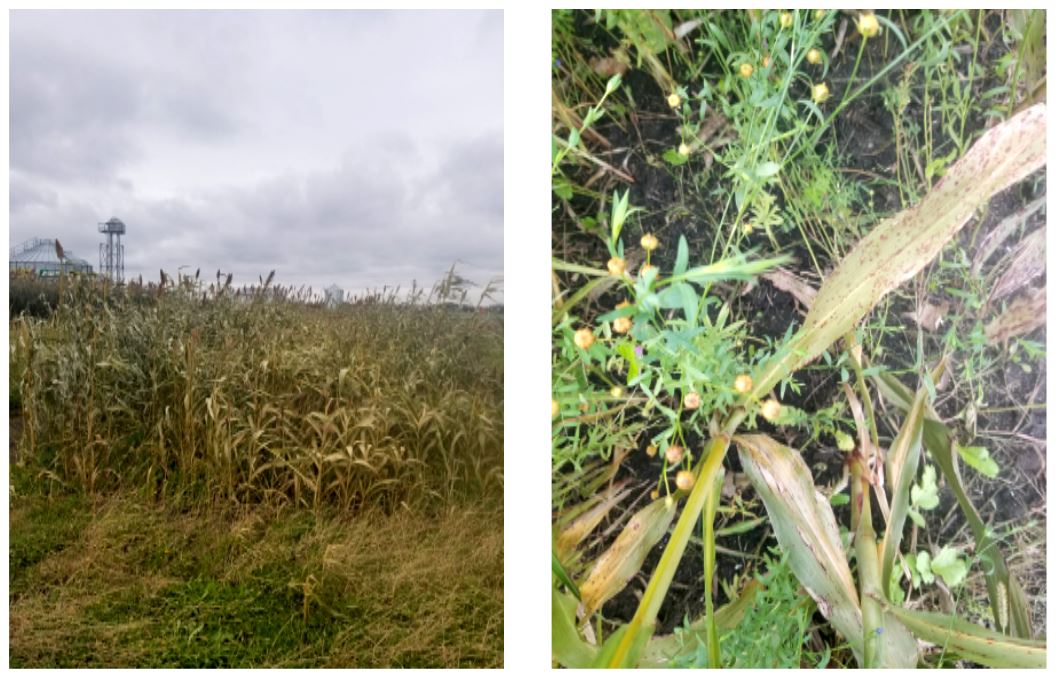 Update on Farm Fest Plots - MN Soil Health Coalition