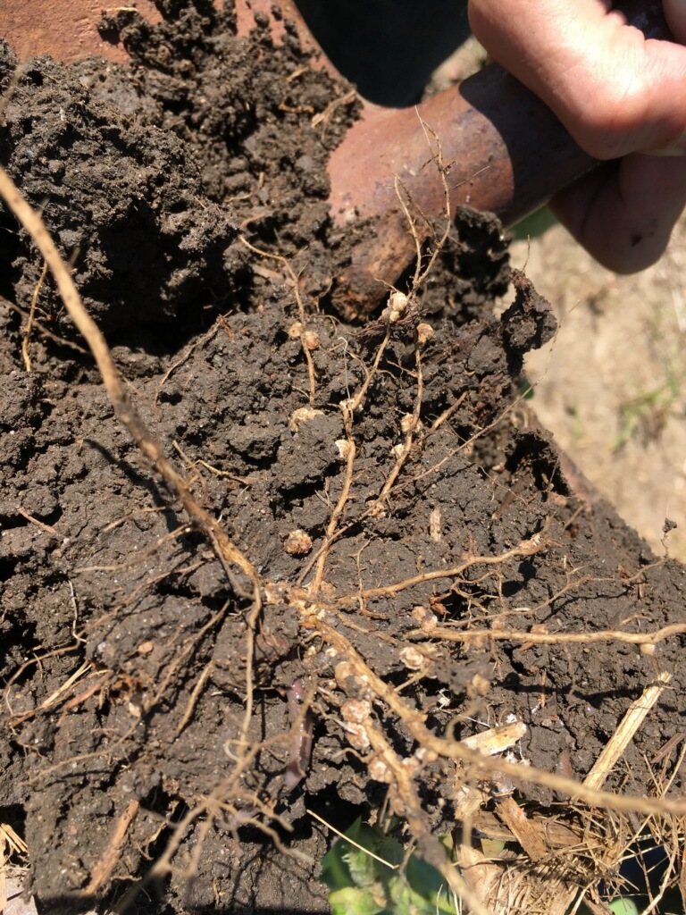 The Fate of Nitrogen When Using Cover Crops - MN Soil Health Coalition